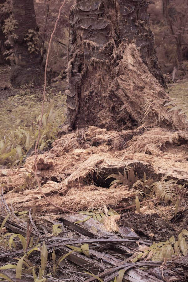 The Fallen Decompose Tree Trunk at the Plantation Stock Photo - Image ...