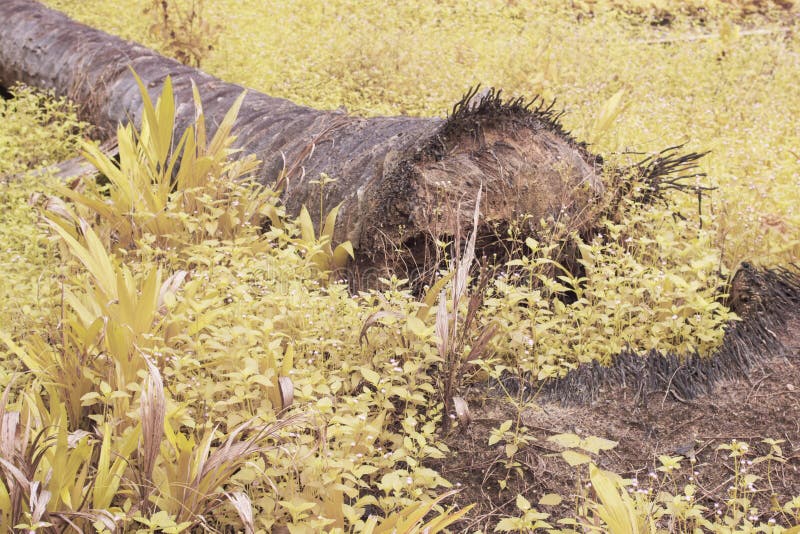 The Fallen Decompose Tree Trunk at the Plantation Stock Photo - Image ...