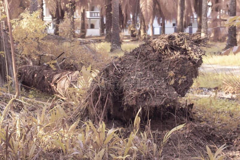 The Fallen Decompose Tree Trunk at the Plantation Stock Image - Image ...