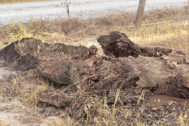 The Fallen Decompose Tree Trunk at the Plantation Stock Image - Image ...