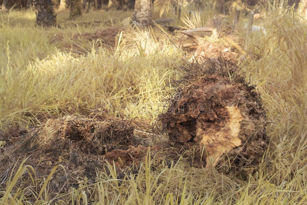 The Fallen Decompose Tree Trunk at the Plantation Stock Photo - Image ...