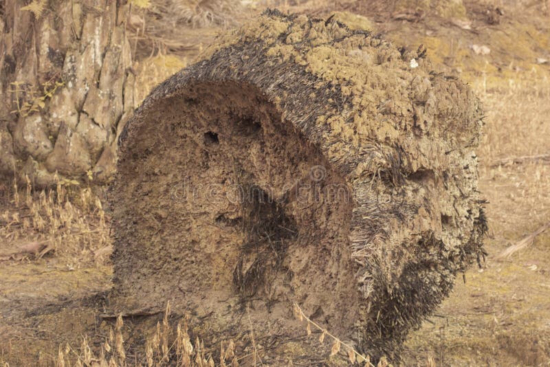 The Fallen Decompose Tree Trunk at the Plantation Stock Photo - Image ...