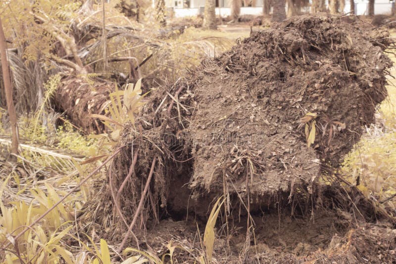 The Fallen Decompose Tree Trunk at the Plantation Stock Photo - Image ...