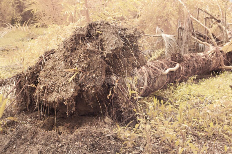 The Fallen Decompose Tree Trunk at the Plantation Stock Image - Image ...
