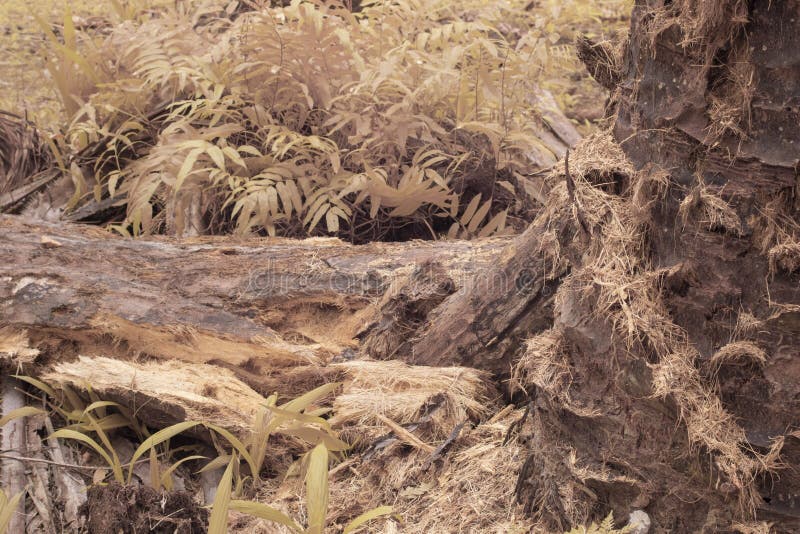 The Fallen Decompose Tree Trunk at the Plantation Stock Image - Image ...
