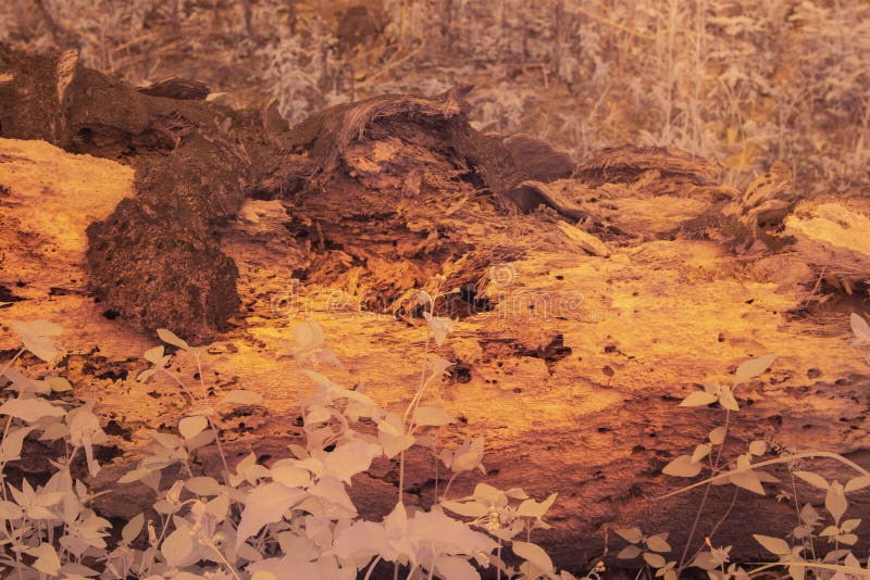 The Fallen Decompose Tree Trunk at the Plantation Stock Image - Image ...