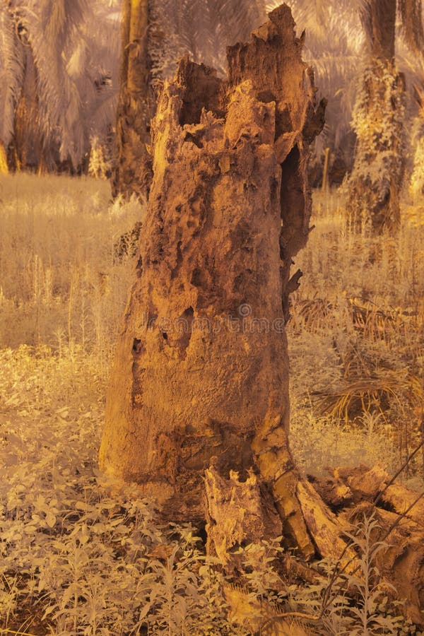 The Fallen Decompose Tree Trunk at the Plantation Stock Photo - Image ...