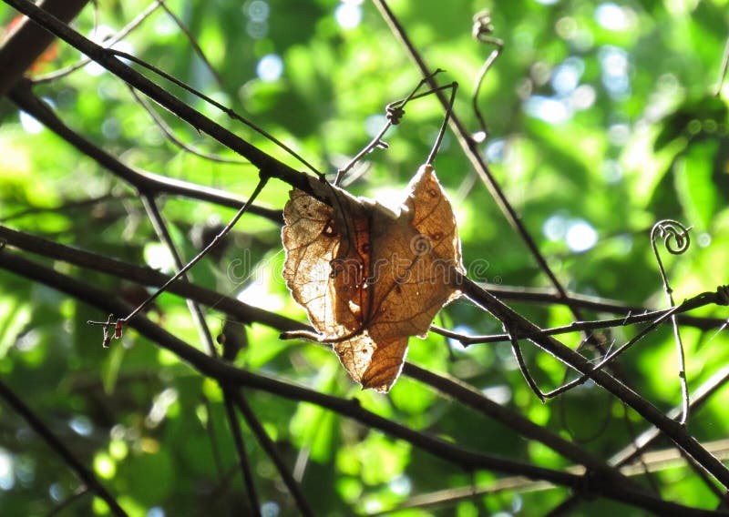 A Fallen Decomposing Leaf Over a Bunch of Twigs Stock Image - Image of ...