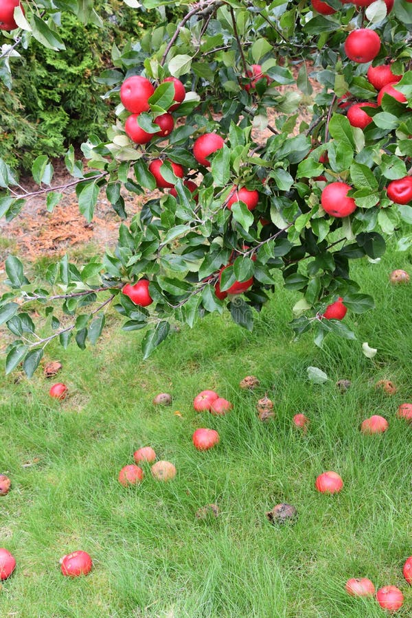 Fallen Down Apples Under Apple Tree Stock Image - Image of nature ...