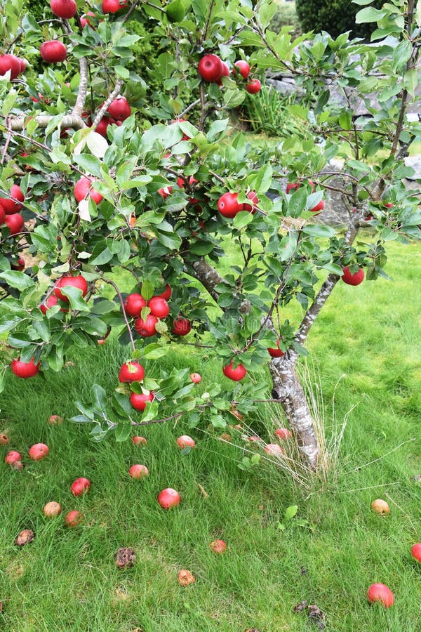 Fallen Down Apples Under Apple Tree Stock Image - Image of laying ...