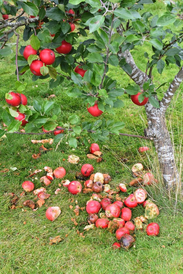 Fallen Down Apples Under Apple Tree Stock Image - Image of fall ...