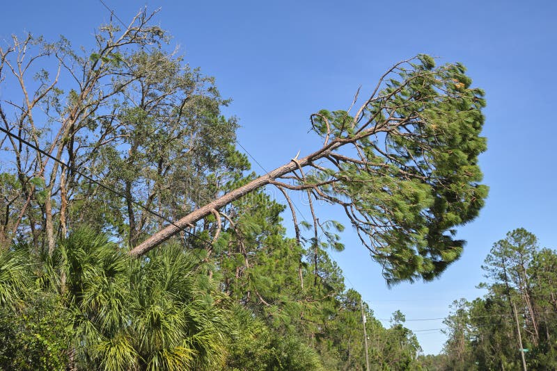 Fallen Down Big Tree on Power and Communication Lines after Hurricane ...