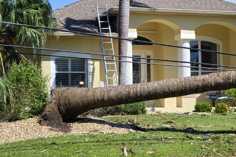 Fallen Down Big Tree On Power And Communication Lines After Hurricane