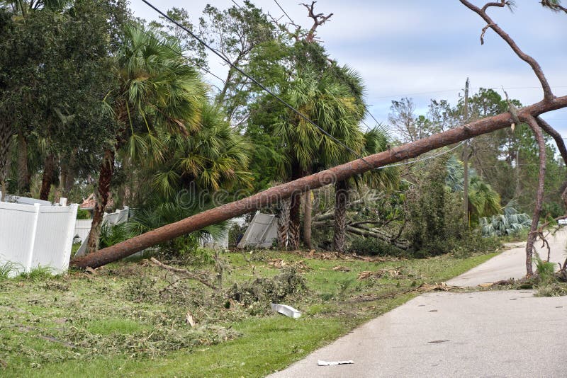 Fallen Down Big Tree on Power and Communication Lines after Hurricane ...