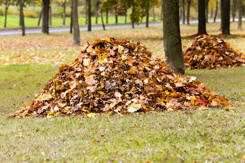 The fallen-down foliage stock photo. Image of collection - 54790978