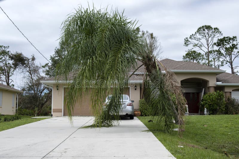 Fallen Down Palm Tree after Hurricane in Florida. Consequences of ...
