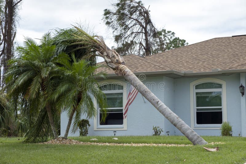 Fallen Down Palm Tree after Hurricane in Florida. Consequences of ...
