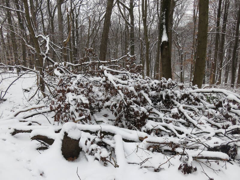 Fallen Down Tree in February Stock Image - Image of white, landscape ...