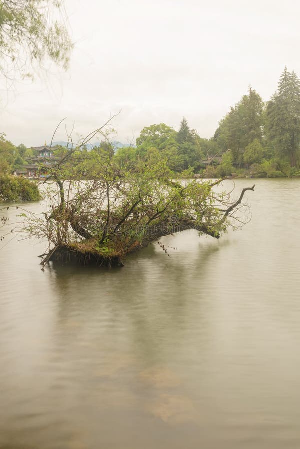 Fallen Down Tree in Lake, Branches Growing Stock Image - Image of tree ...