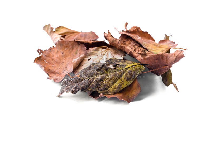 Fallen dried tree leaves stock photo. Image of autumn - 232644714