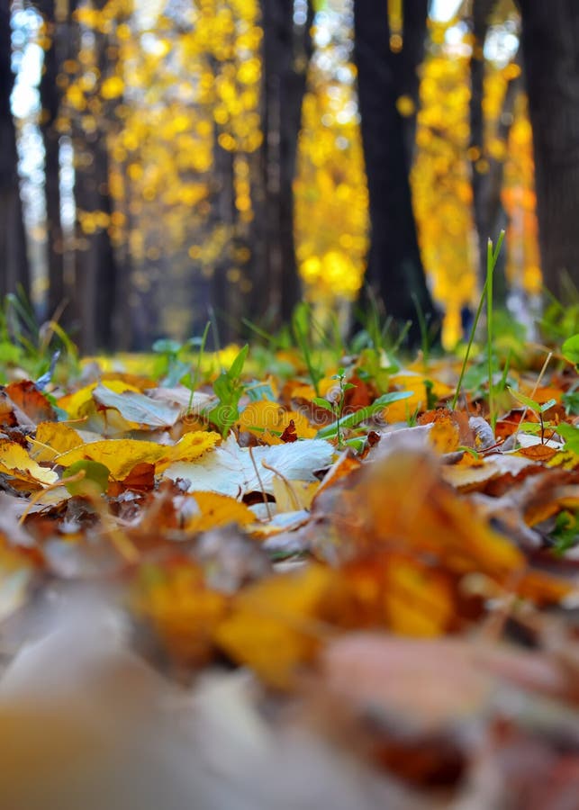 Fallen Dry Foliage in the Autumn Park. a Low Angle View Stock Image ...