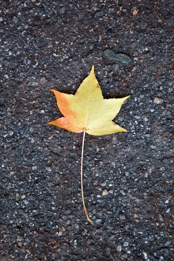 Fallen Dry Leaf for Incoming Autumn Stock Photo - Image of fall ...