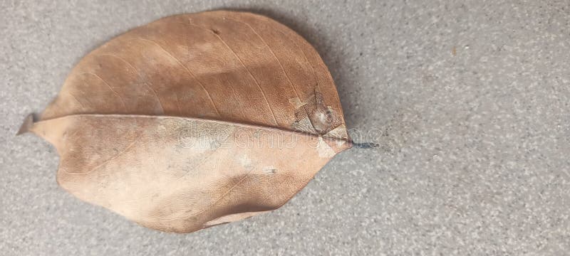 Fallen Dry Leave in the Garden Stock Image - Image of leaf, leave ...