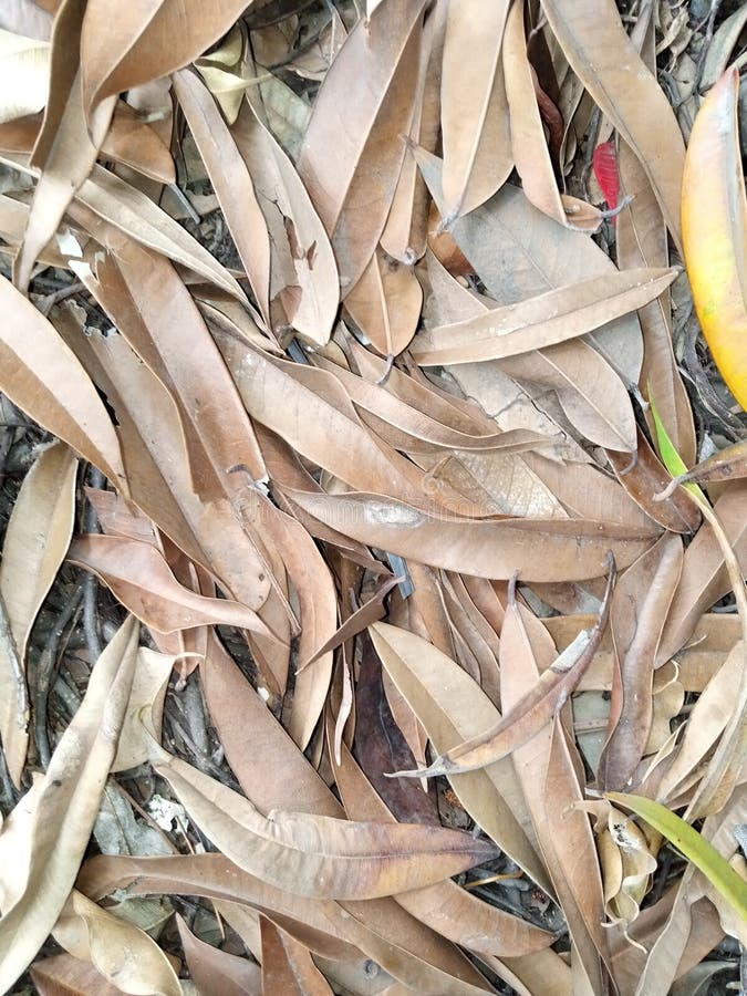 Fallen Dry Leaves Become a Source of Food for the Tree Stock Photo ...
