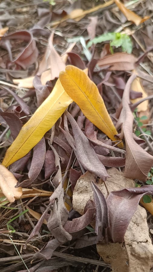 Fallen dry leaves fall stock image. Image of plant, autumn - 367304119
