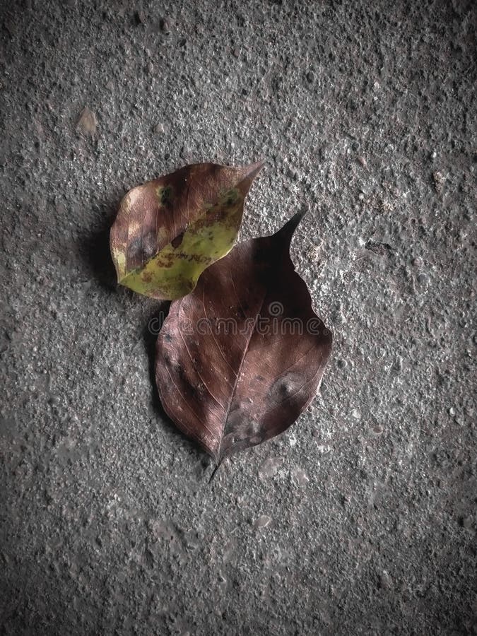 Fallen dry leaves stock image. Image of beauty, tree - 253352411