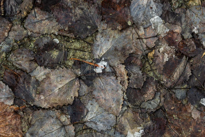 Fallen Dry Leaves on the Floor Ground Textures, Brown and Yellow Leaves ...