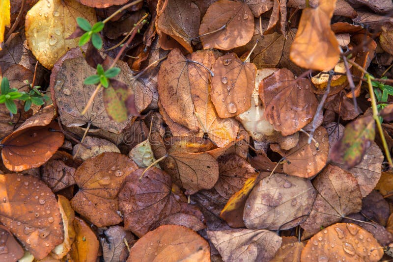 Fallen Dry Leaves after a Rain Storm Stock Image - Image of autumn ...