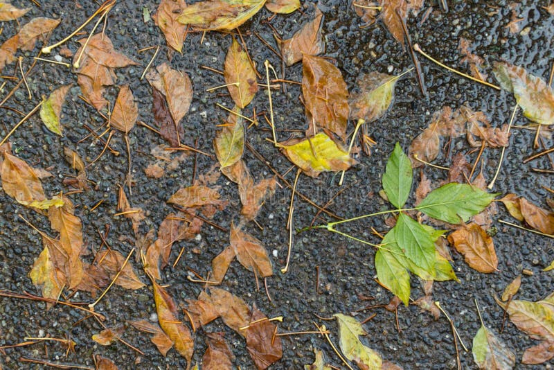 Fallen Dry Leaves after a Rain Storm Stock Image - Image of autumn ...