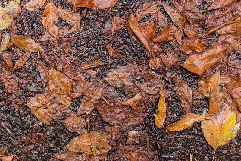 Fallen Dry Leaves after a Rain Storm Stock Image - Image of light ...