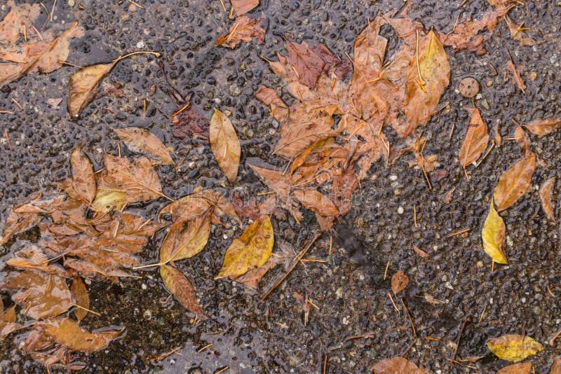 Fallen Dry Leaves after a Rain Storm Stock Photo - Image of brown ...