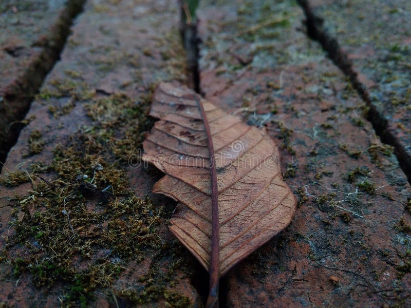 Fallen dry Leaves stock photo. Image of drought, leaves - 281987984