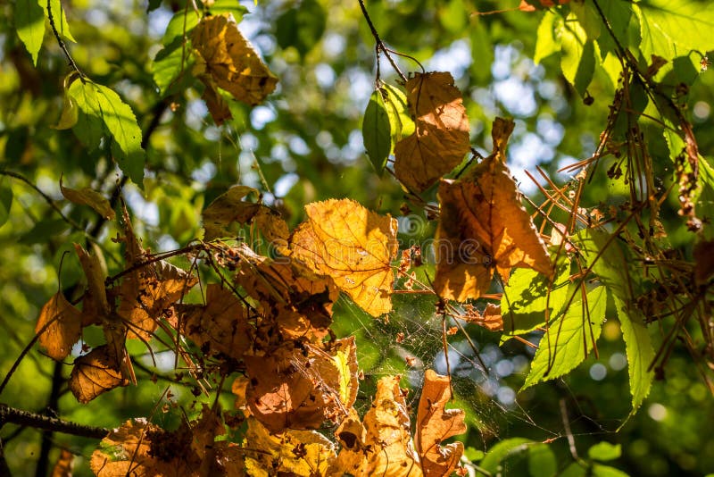 Fallen Dry Leaves Stuck on the Branches and the Web Stock Photo - Image ...