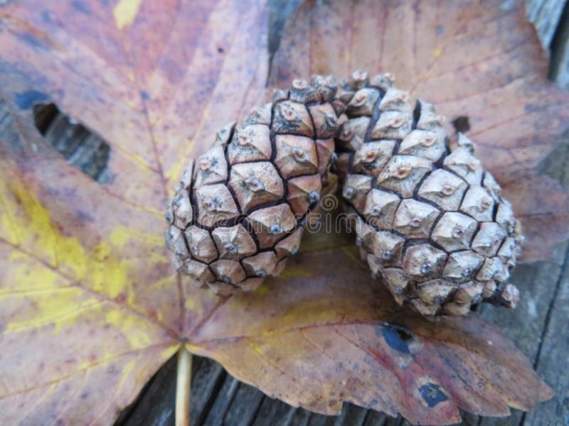 Fallen Dry Leaves of the Tree Cold Autumn Sad Season End of the ...
