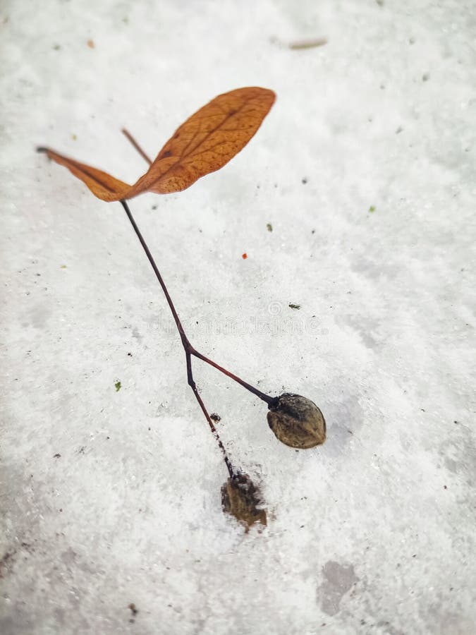 Fallen Dry Linden Seeds Lying on White Snow in a Winter Park or Forest ...
