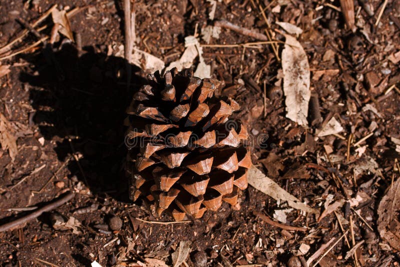 Fallen Dry Pine Cone on Bare Ground Stock Photo - Image of south, dead ...