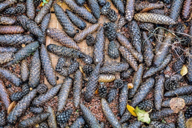 Fallen Dry Pine Cones on Ground with Gravel in Forest. Ground Cover ...