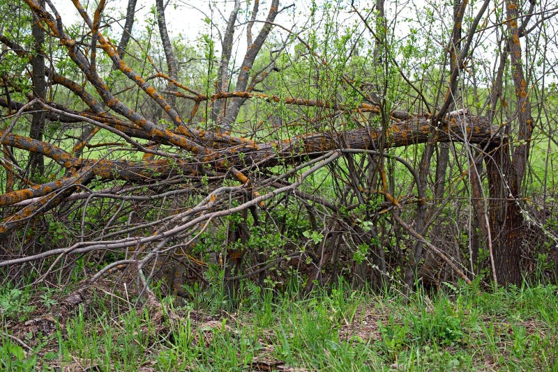Fallen dry tree stock photo. Image of forest, natural - 97791852