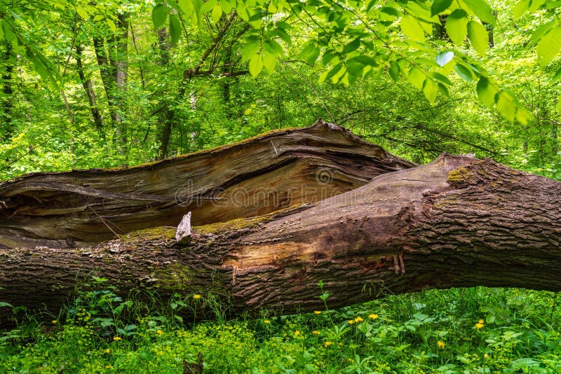 Fallen Dry Tree in the Green Forest Stock Photo - Image of scenic ...