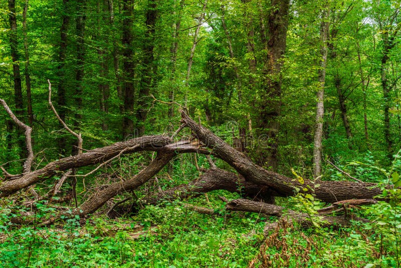 2,730 Forest Jungle Fallen Tree Stock Photos - Free & Royalty-Free ...