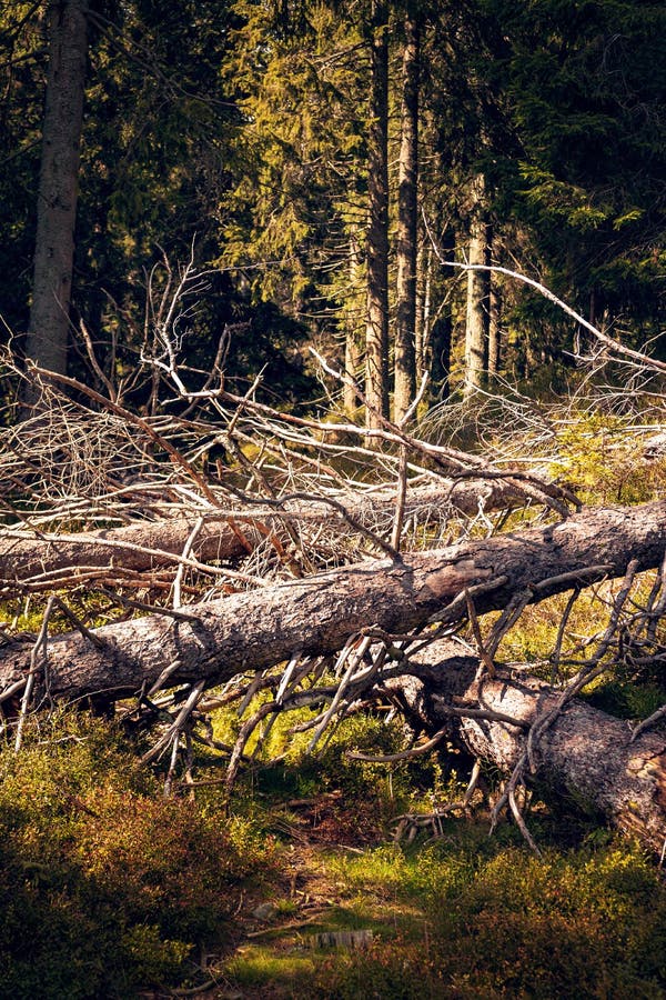 Fallen Dry Trees Creating a Composition Against the Background of the ...