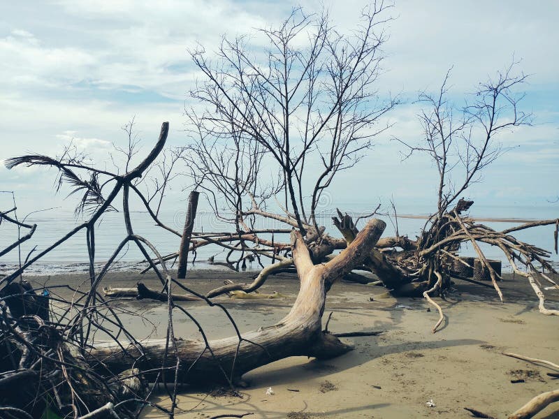 Fallen Dry Trees with Dramatic Scene on Ujung Suso Beach Stock Photo ...