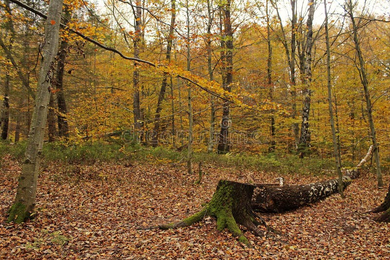 Fallen Dwarf Beech Tree Trunk Covered in Moss in a Forest in Autumn ...