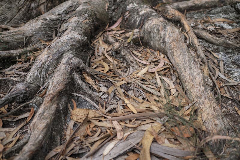 252 Eucalyptus Tree Roots Stock Photos - Free & Royalty-Free Stock ...