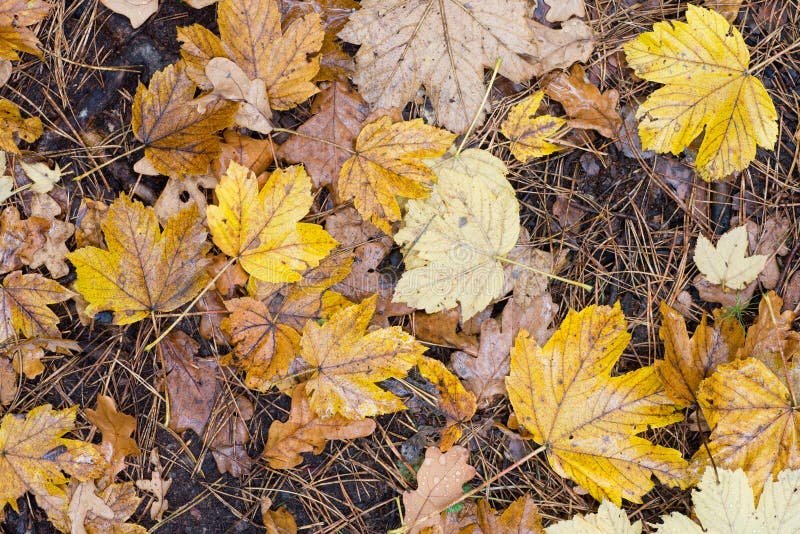 Fallen Fall Leaves in Forest Stock Photo - Image of leaf, detail: 102294174
