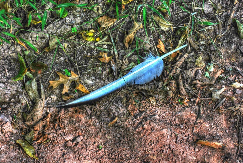 Fallen Feather stock photo. Image of bird, yellow, grass - 36222526